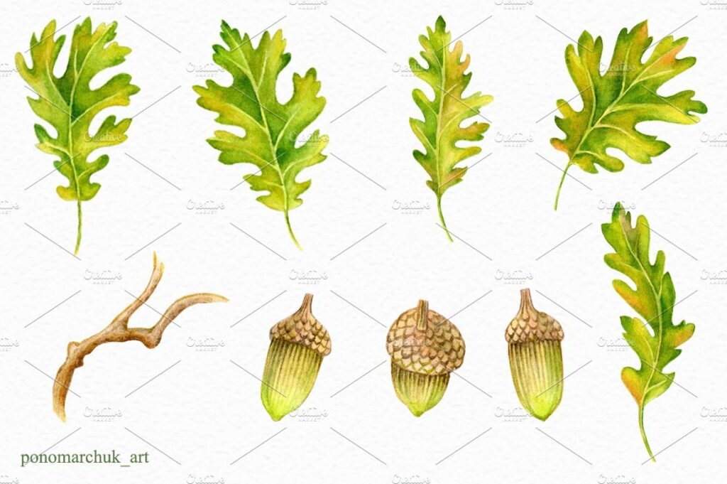 Watercolor Fall acorns collection – MasterBundles