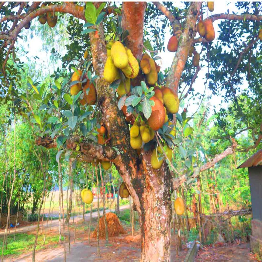 Kathal Tree Photography in Bangladesh - MasterBundles