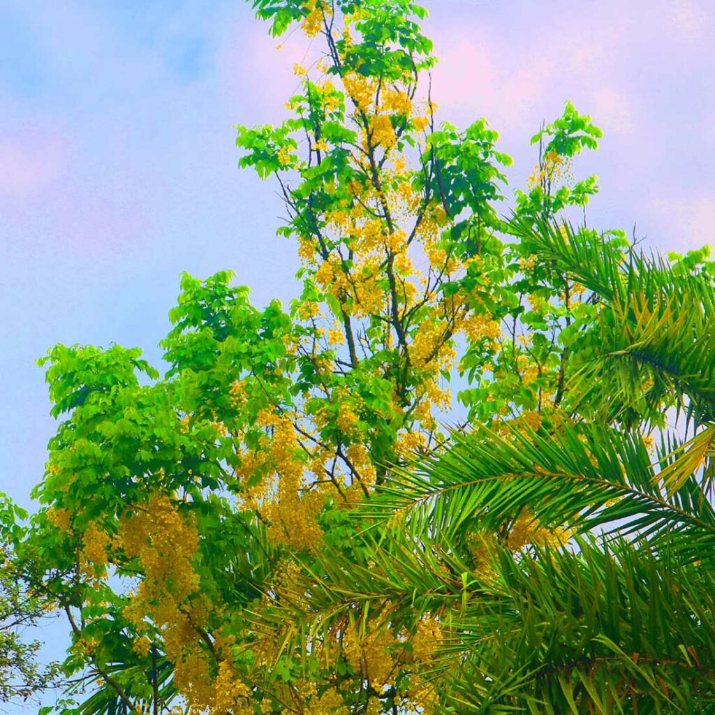 Natural Tree Background Photography in Bangladesh - MasterBundles