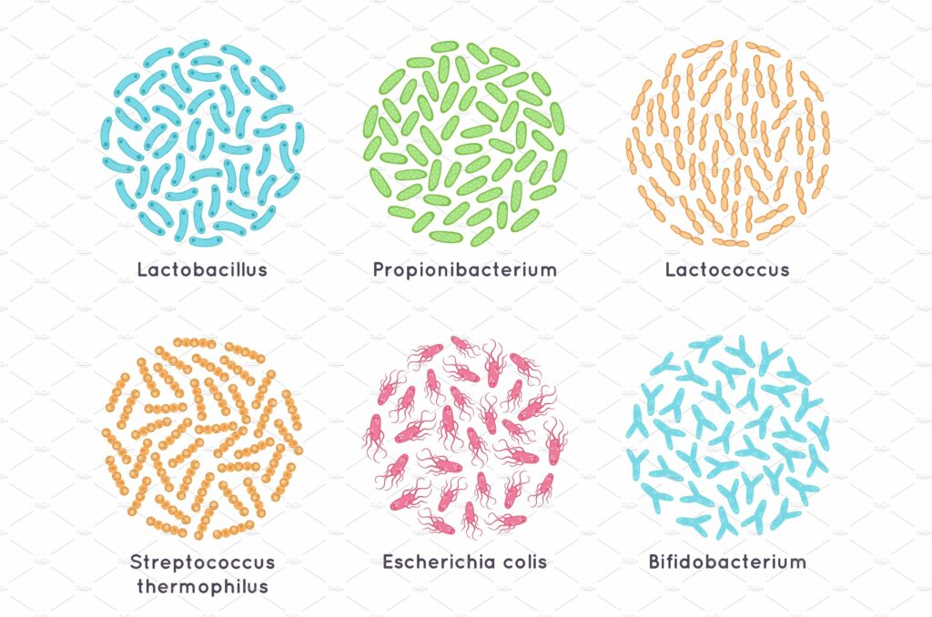 Probiotic bacteria. Good – MasterBundles