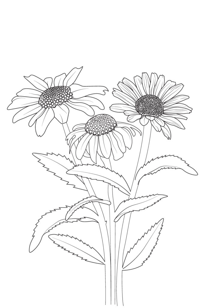 botanical daisy flower line art, gerbera daisy flower pencil art ...
