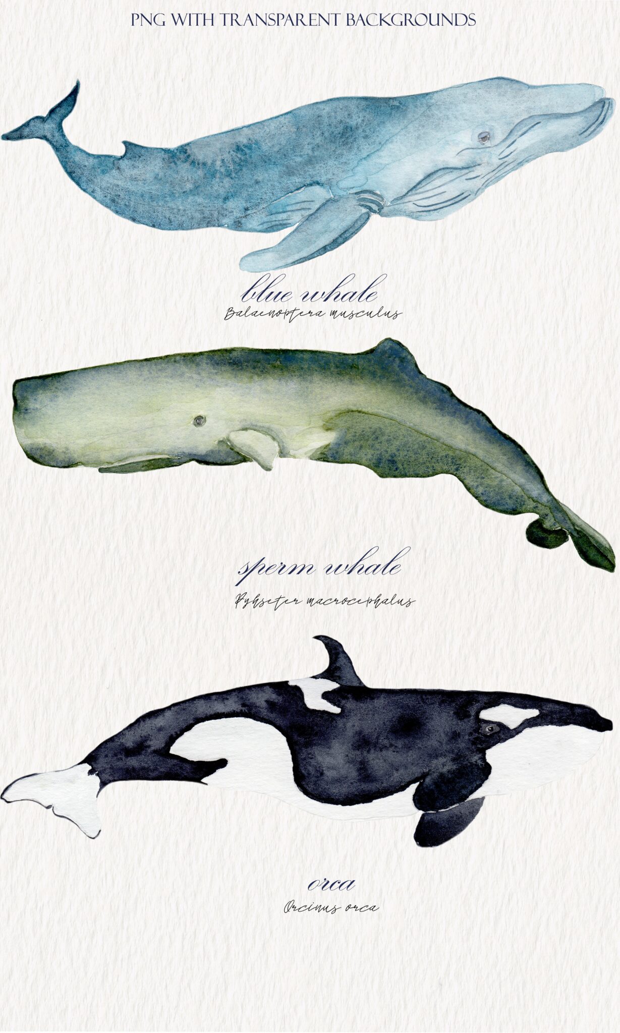 Watercolor whales illustration set – MasterBundles