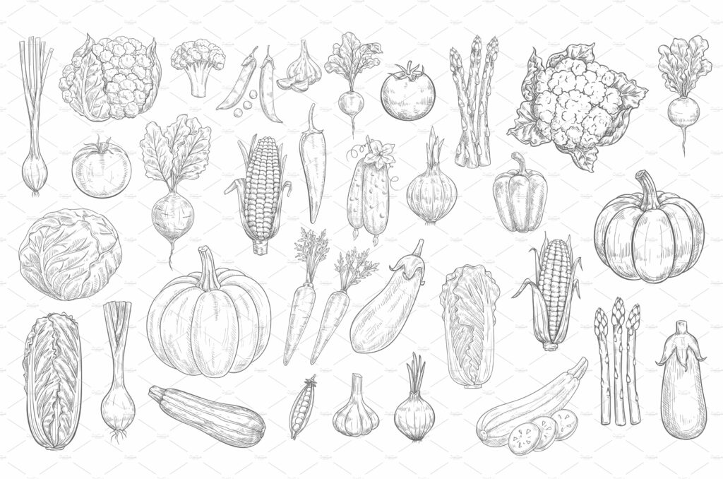 Vegetables sketches – MasterBundles
