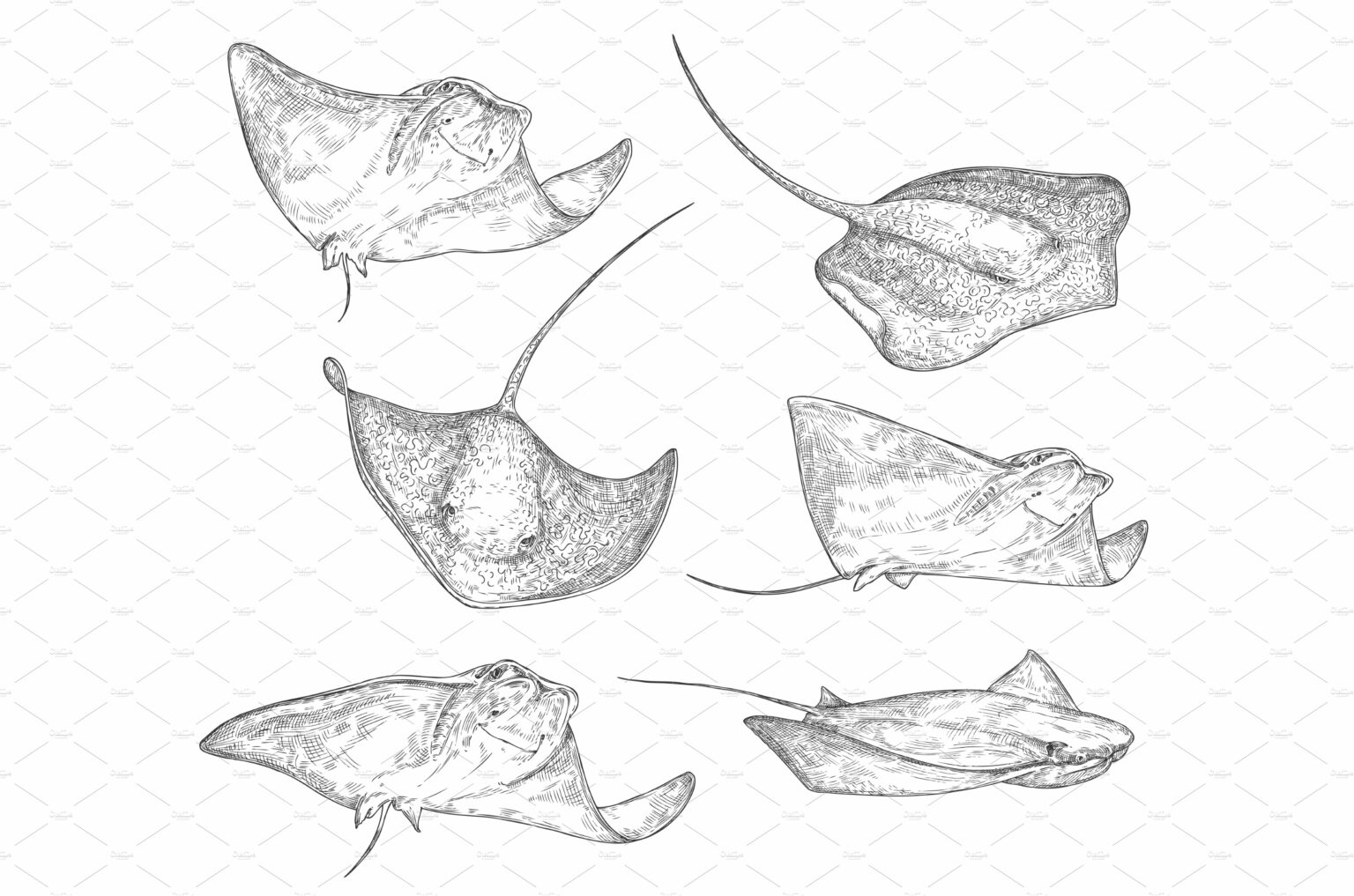 Stingray underwater manta ray sketch – MasterBundles