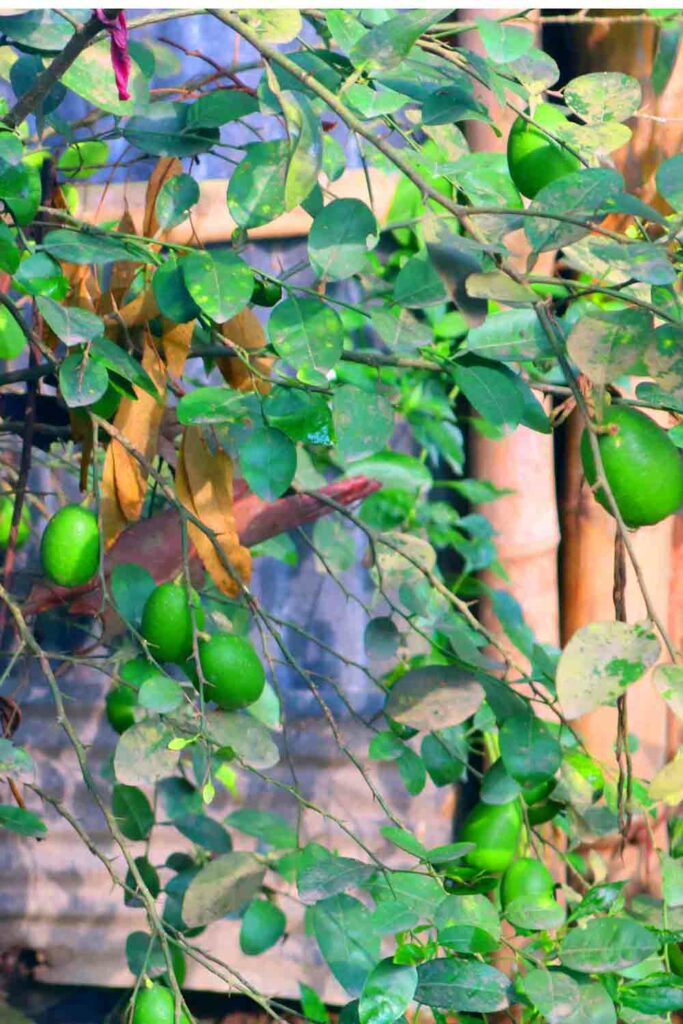 Nimbu Tree Photography in Bangladesh Fruits - MasterBundles