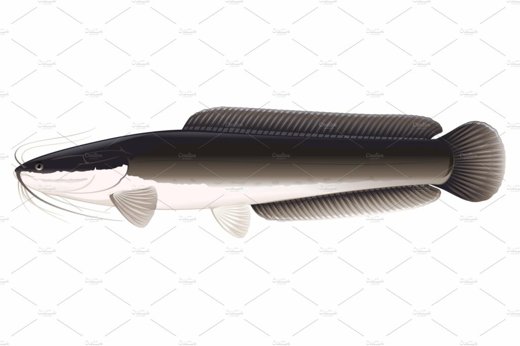 African sharptooth catfish isolated – MasterBundles