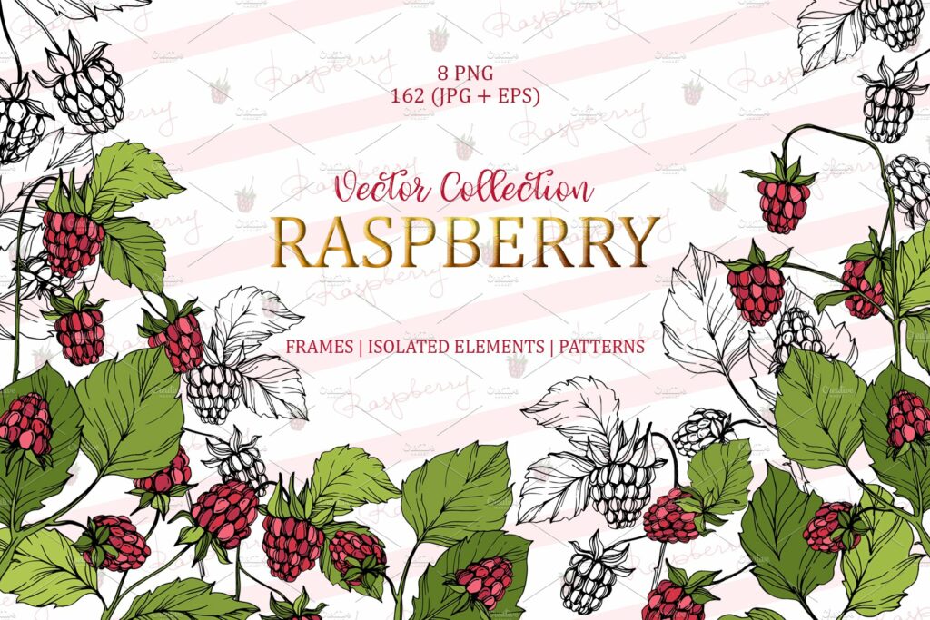 Raspberry Vector Collection – MasterBundles