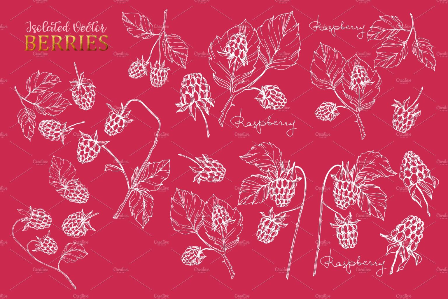 Raspberry Vector Collection – MasterBundles