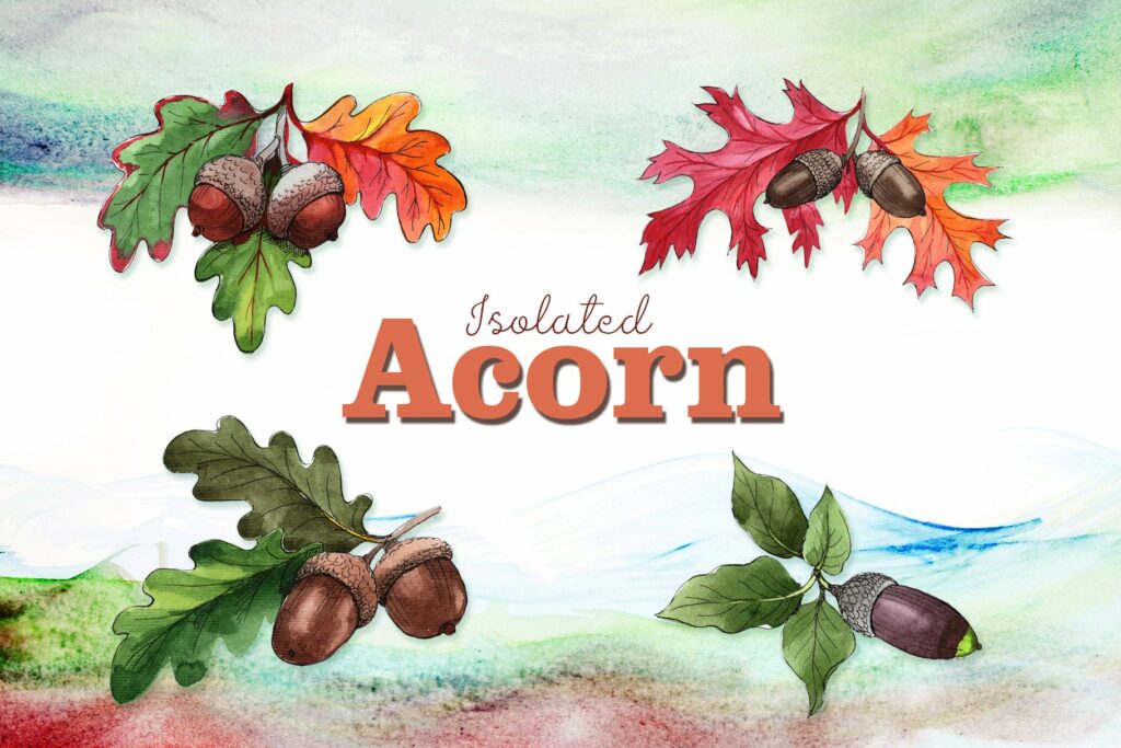 Autumn acorn leaf and plant PNG set – MasterBundles