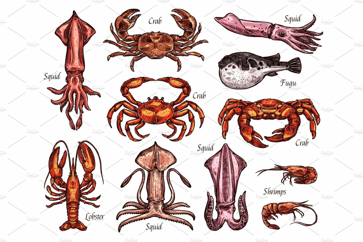 Sea animal sketches with fish and crustacean – MasterBundles