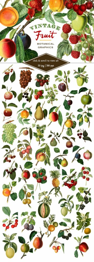 Vintage Fruit Botanical Graphics – MasterBundles