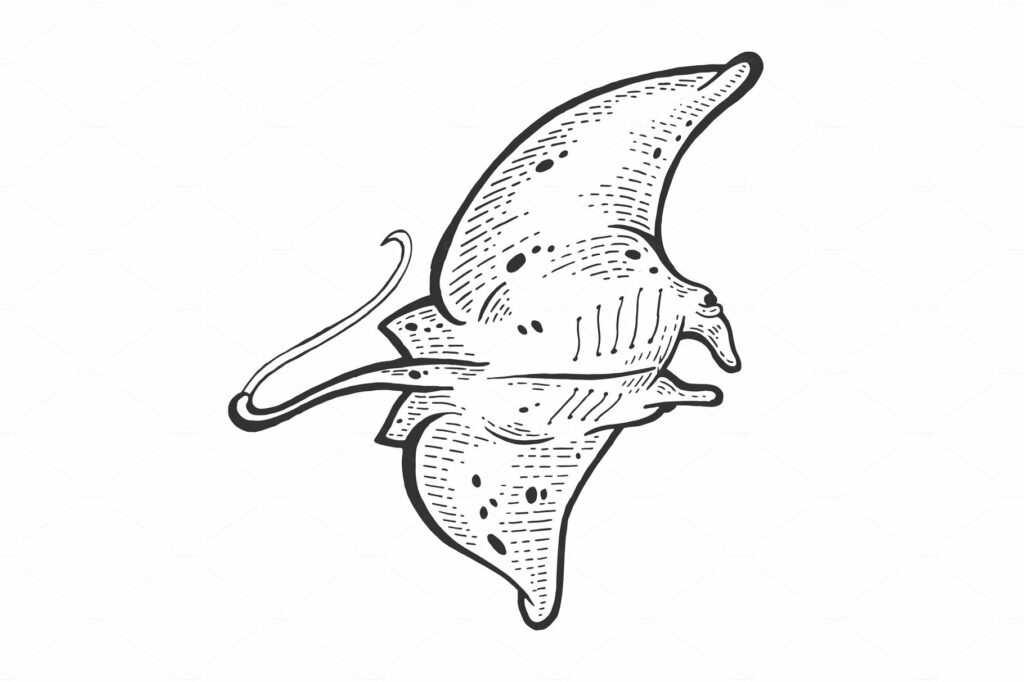 Batoidea stingray sea animal sketch – MasterBundles