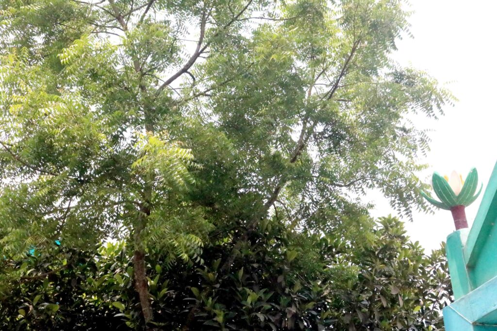 Natural tree Background Photography in Bangladesh - MasterBundles