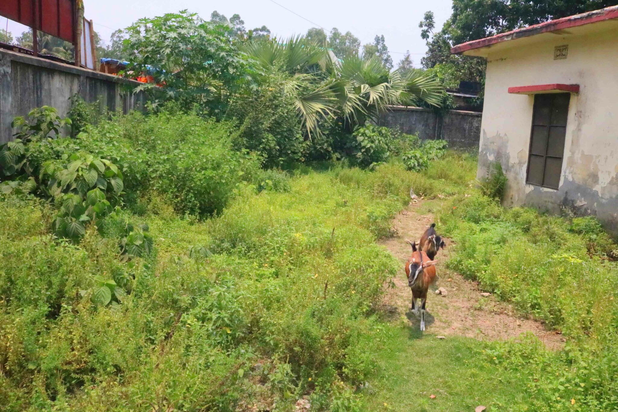 Goat Khasi photography in bangladesh - MasterBundles