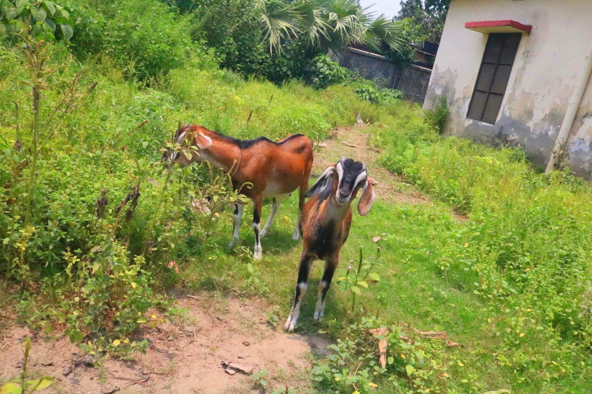 Goat Khasi photography in bangladesh - MasterBundles