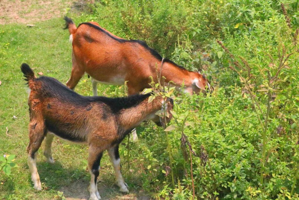 Goat Khasi photography in bangladesh - MasterBundles