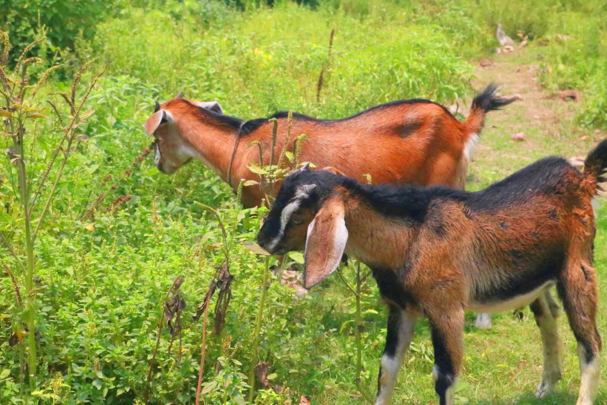 Goat Khasi photography in bangladesh - MasterBundles