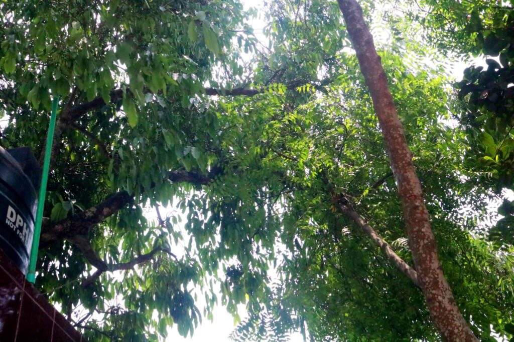 Natural tree Background Photography in Bangladesh - MasterBundles