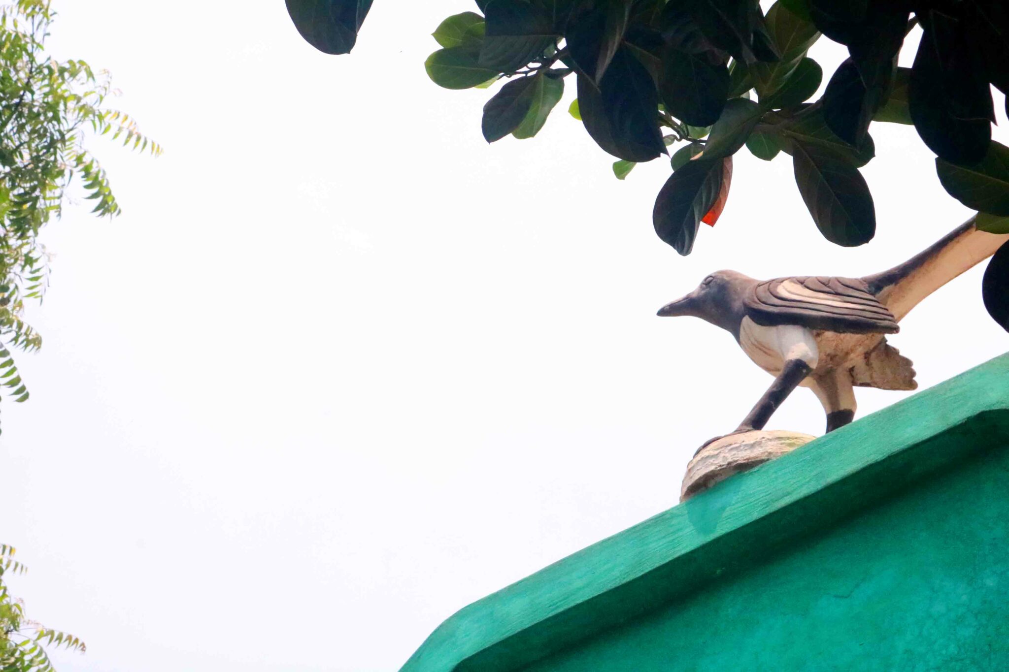 Pakhi Tree Photography in Bangladesh - MasterBundles