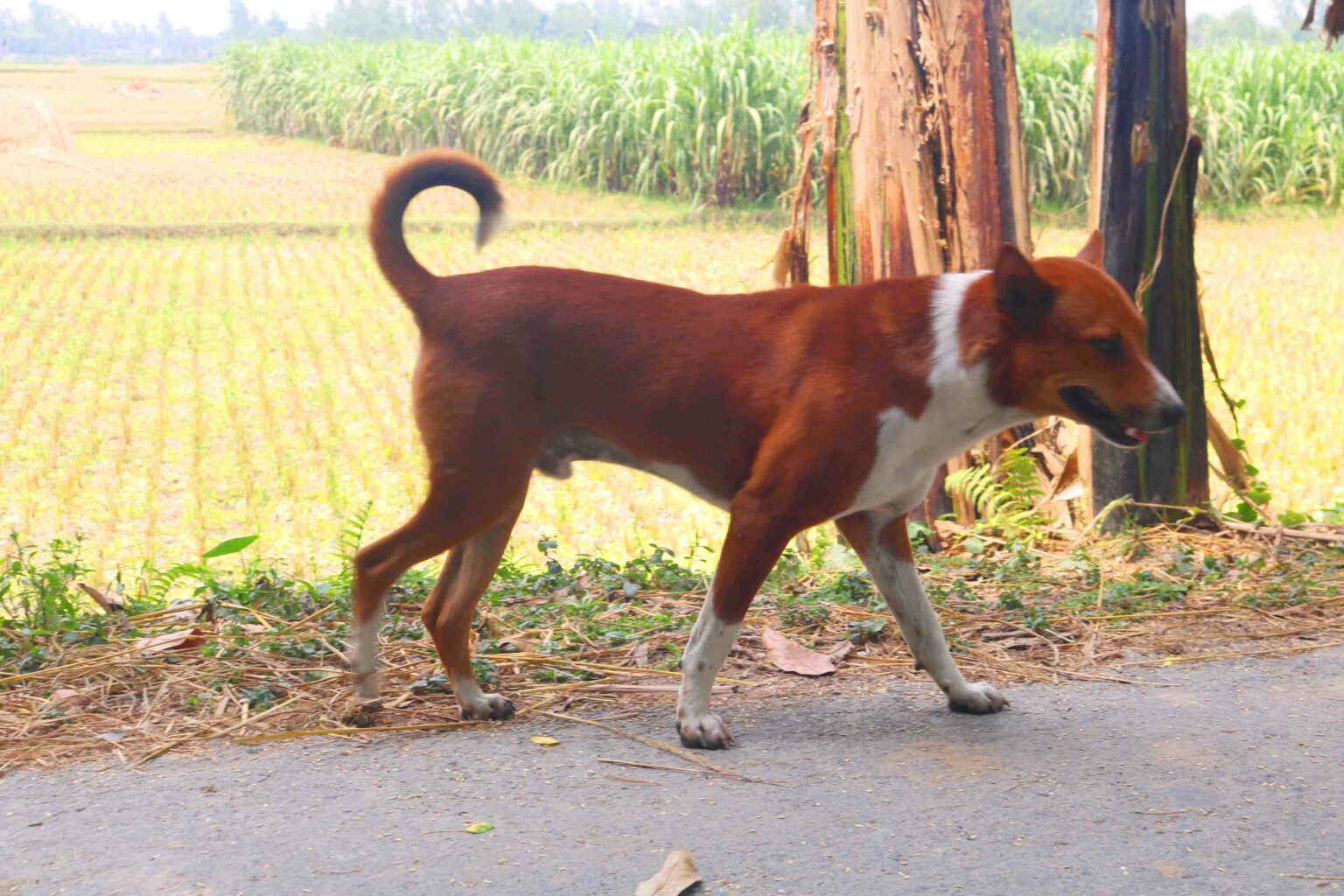 Kukur Photography in Bangladesh - MasterBundles