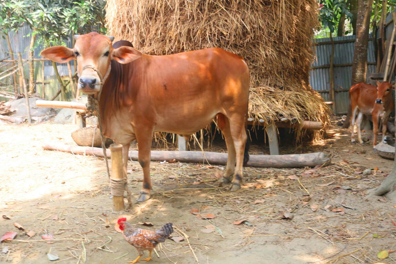 Goru Photography in Bangladesh - MasterBundles