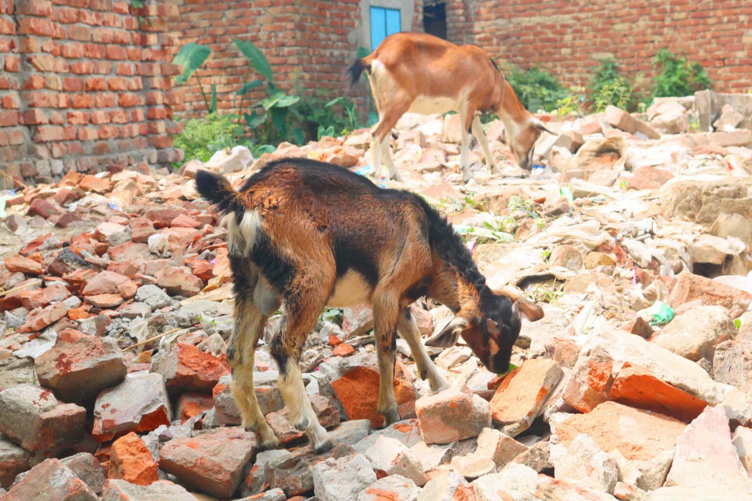 Goat Khasi photography in bangladesh - MasterBundles
