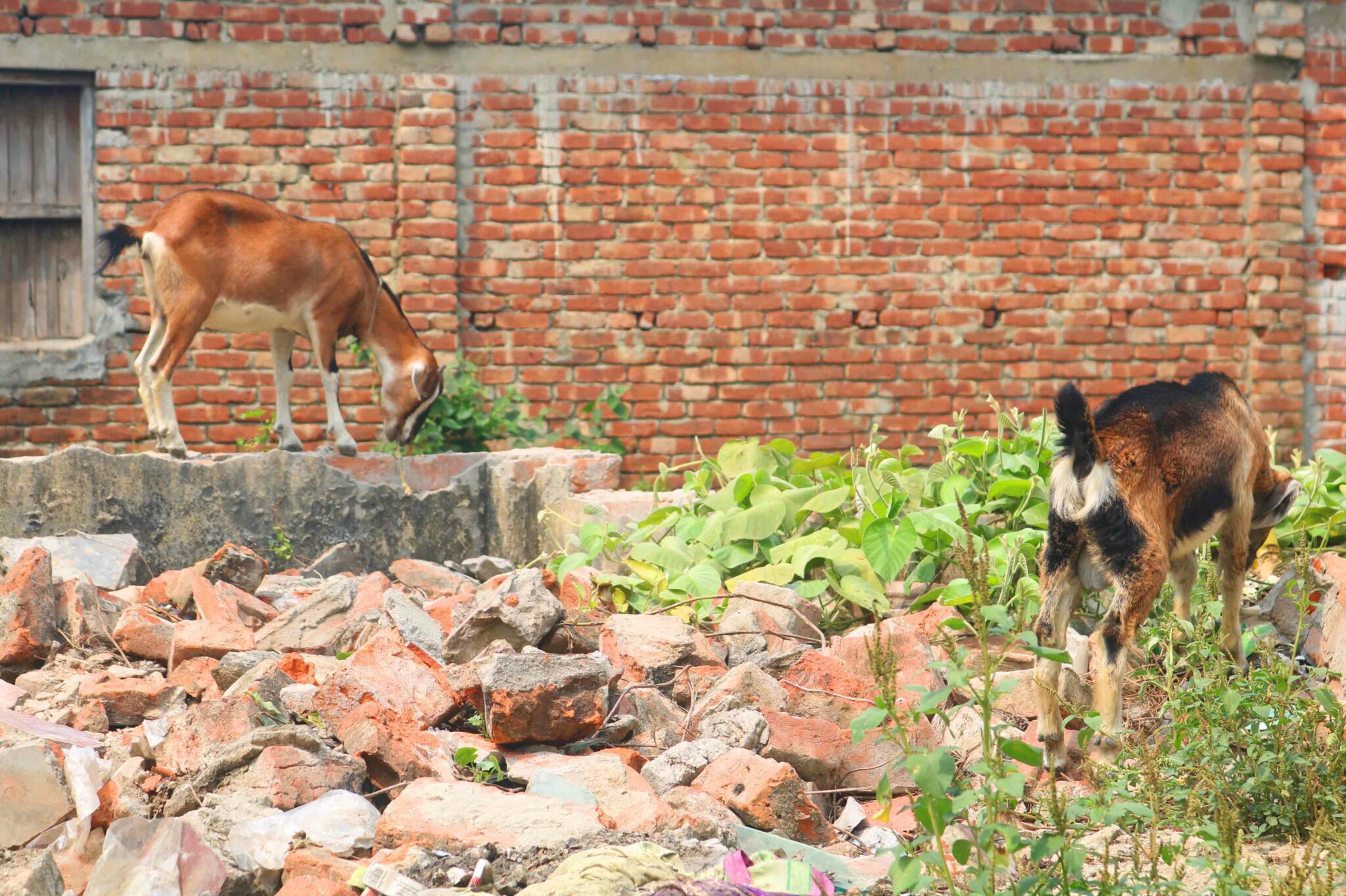 Goat Khasi photography in bangladesh - MasterBundles