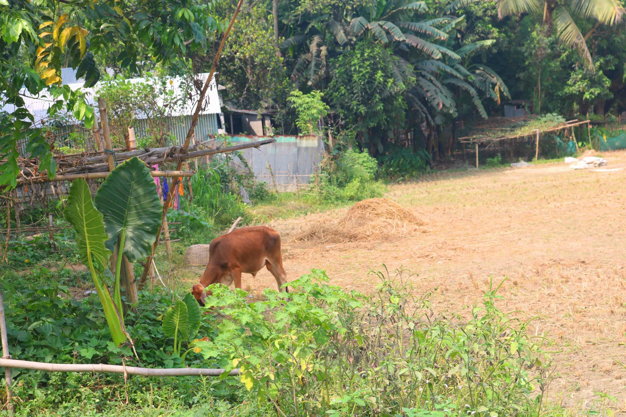 Goru Photography in Bangladesh - MasterBundles