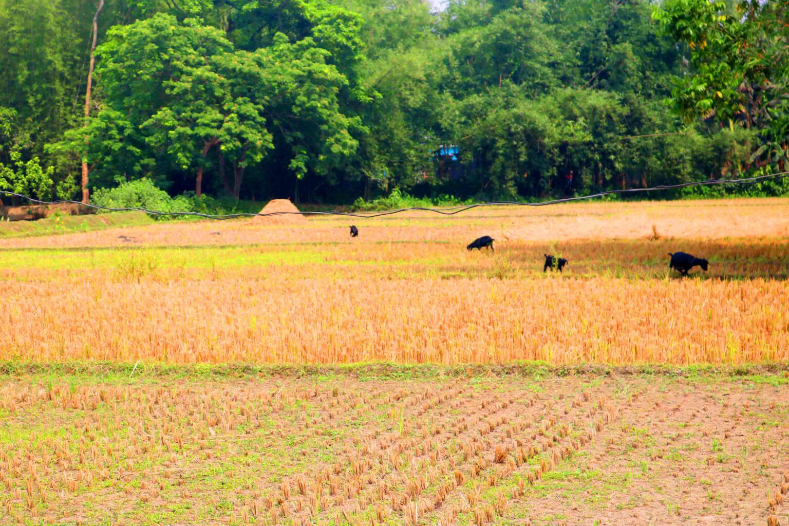 Goat Khasi photography in bangladesh - MasterBundles