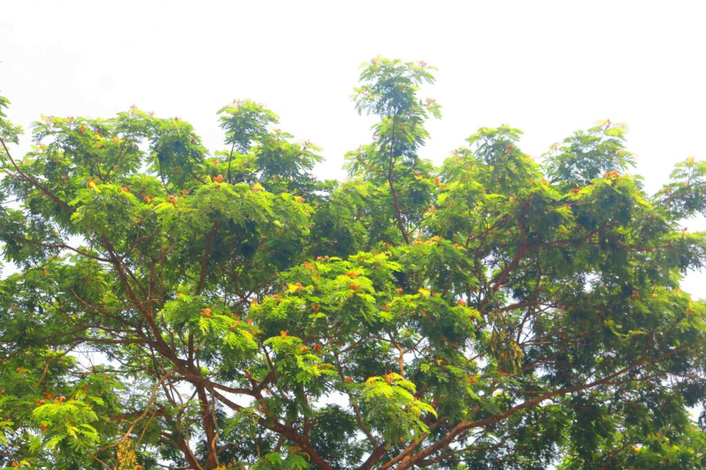 Natural tree Background Photography in Bangladesh - MasterBundles