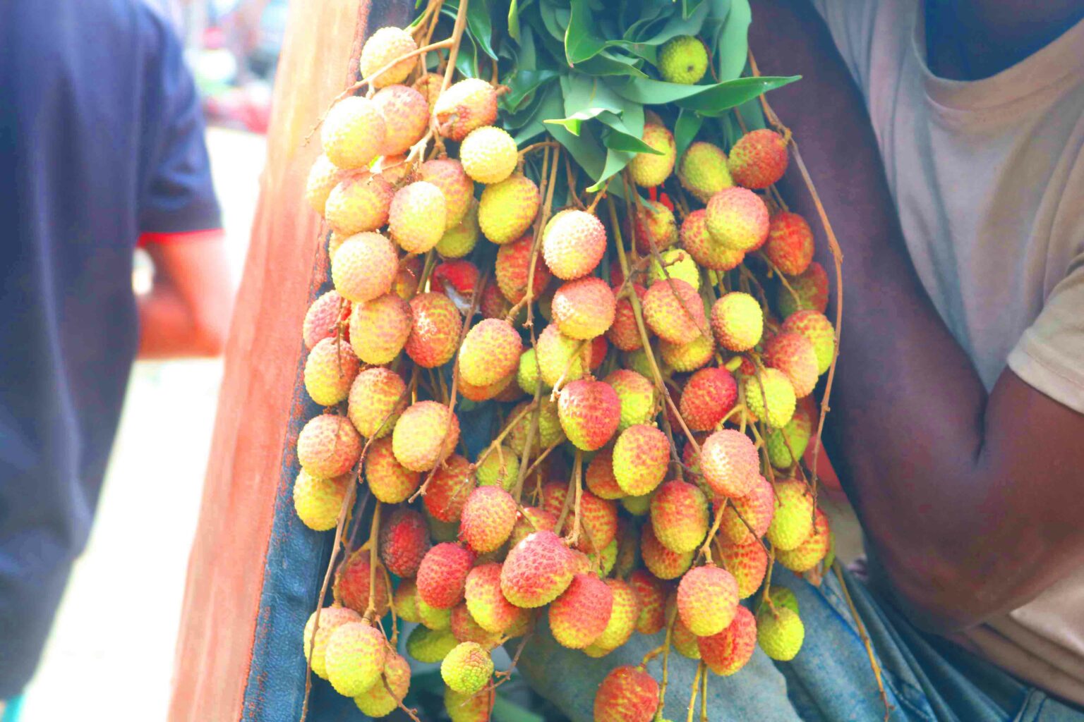 Lichu Photography in Bangladesh - MasterBundles