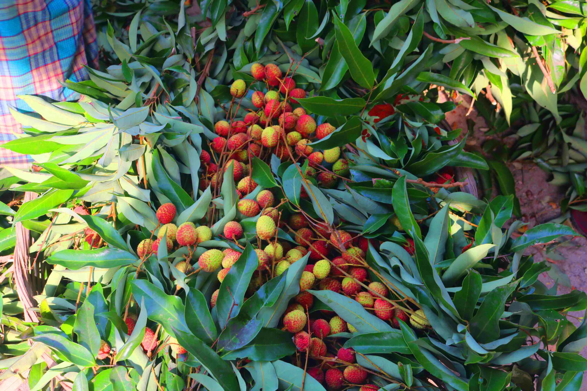 Lichu Photography in Bangladesh - MasterBundles