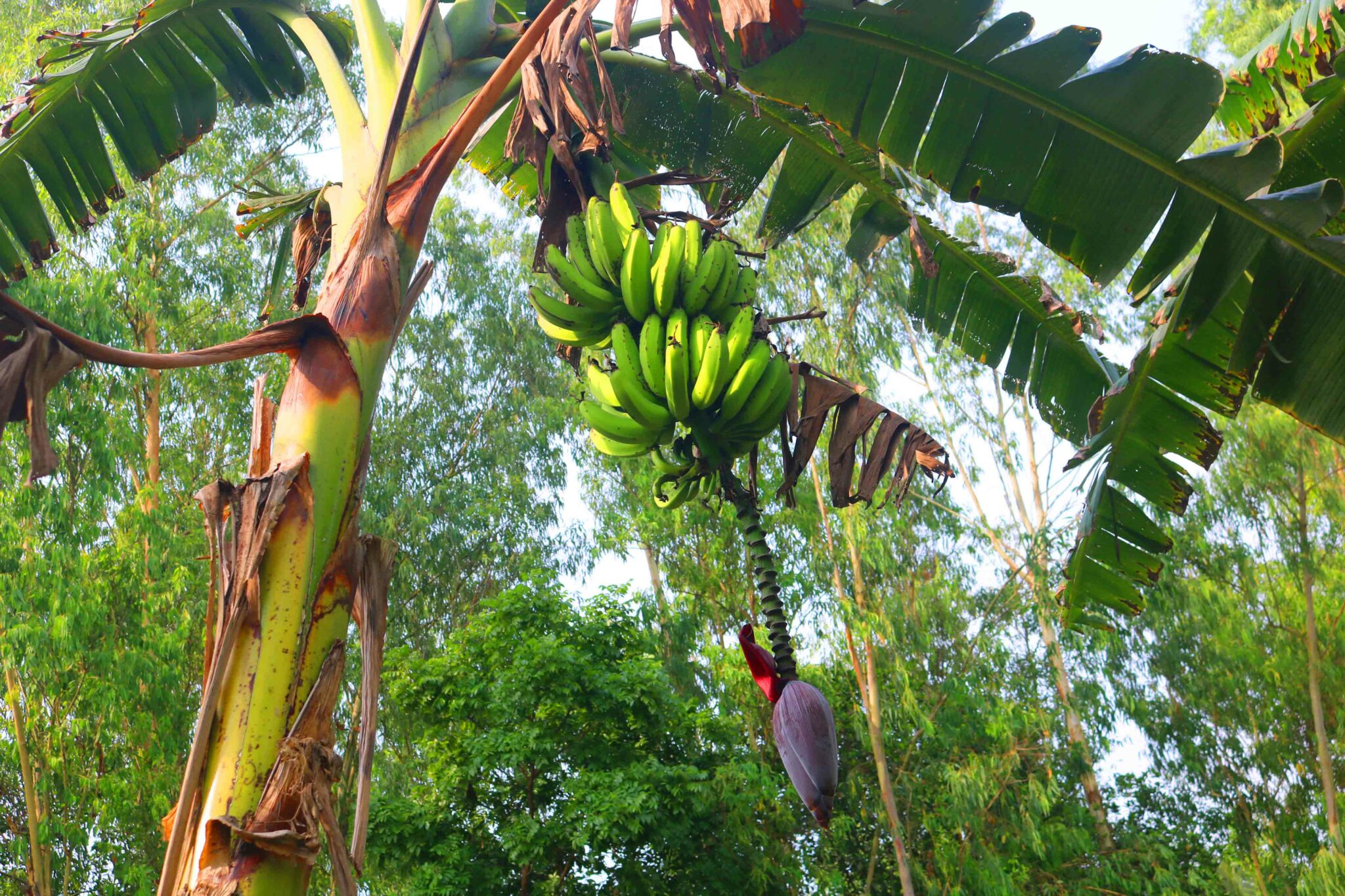Banana Tree Photography in Bangladesh - MasterBundles