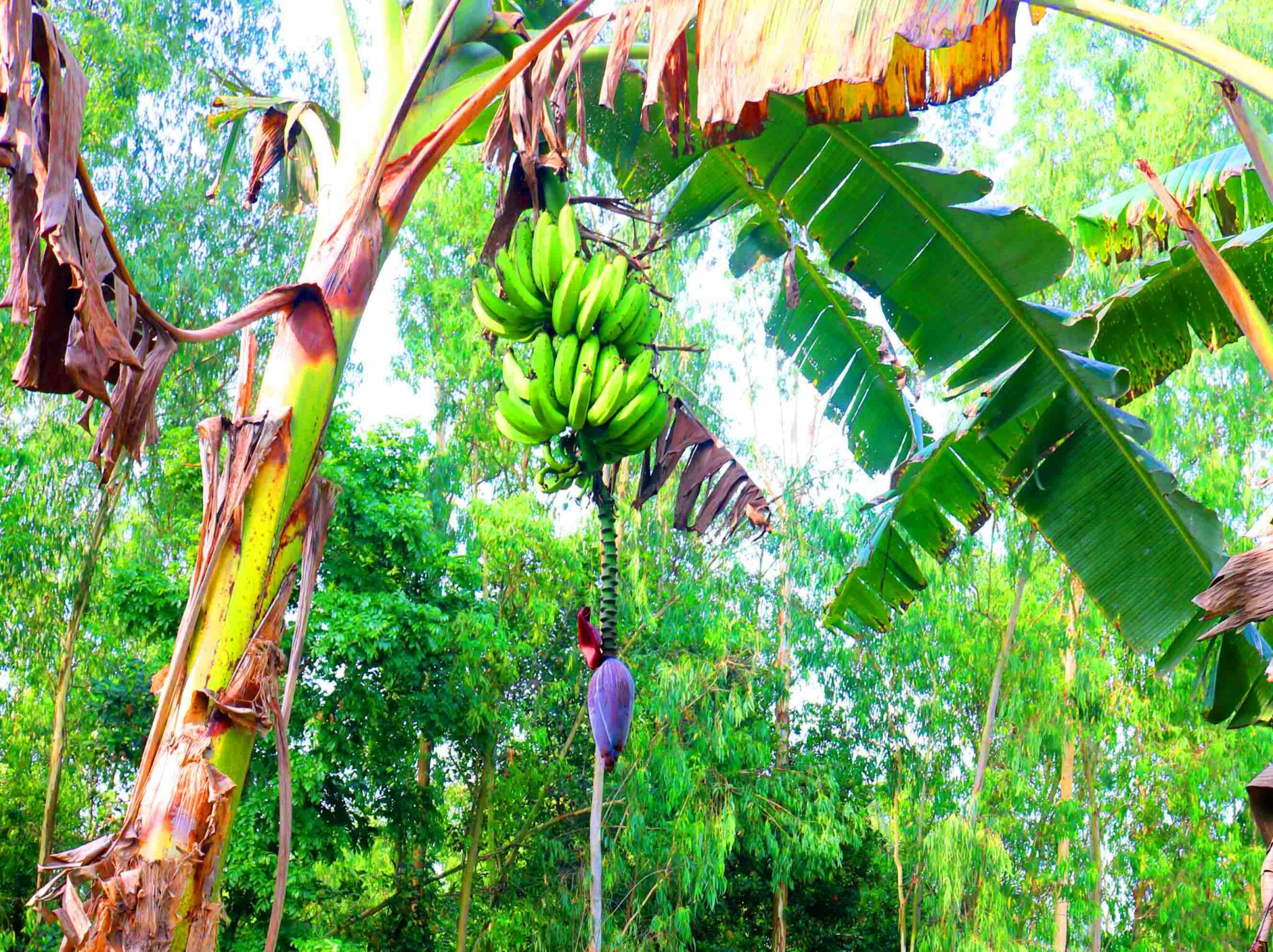 Banana Tree Photography in Bangladesh - MasterBundles