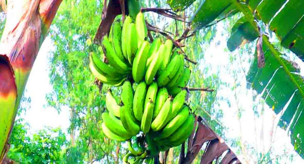 Banana Tree Photography in Bangladesh - MasterBundles