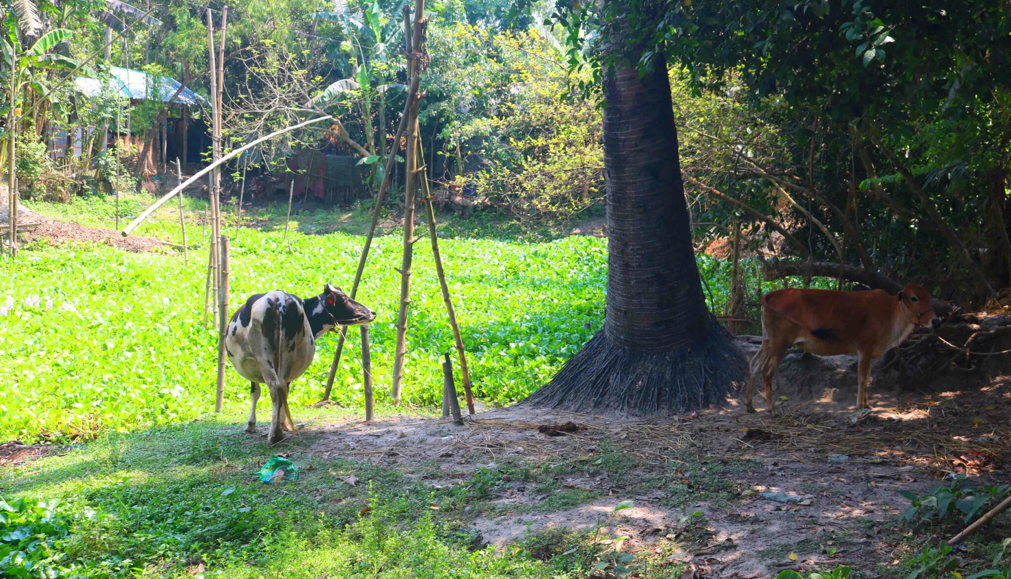 Goru Photography in Bangladesh - MasterBundles