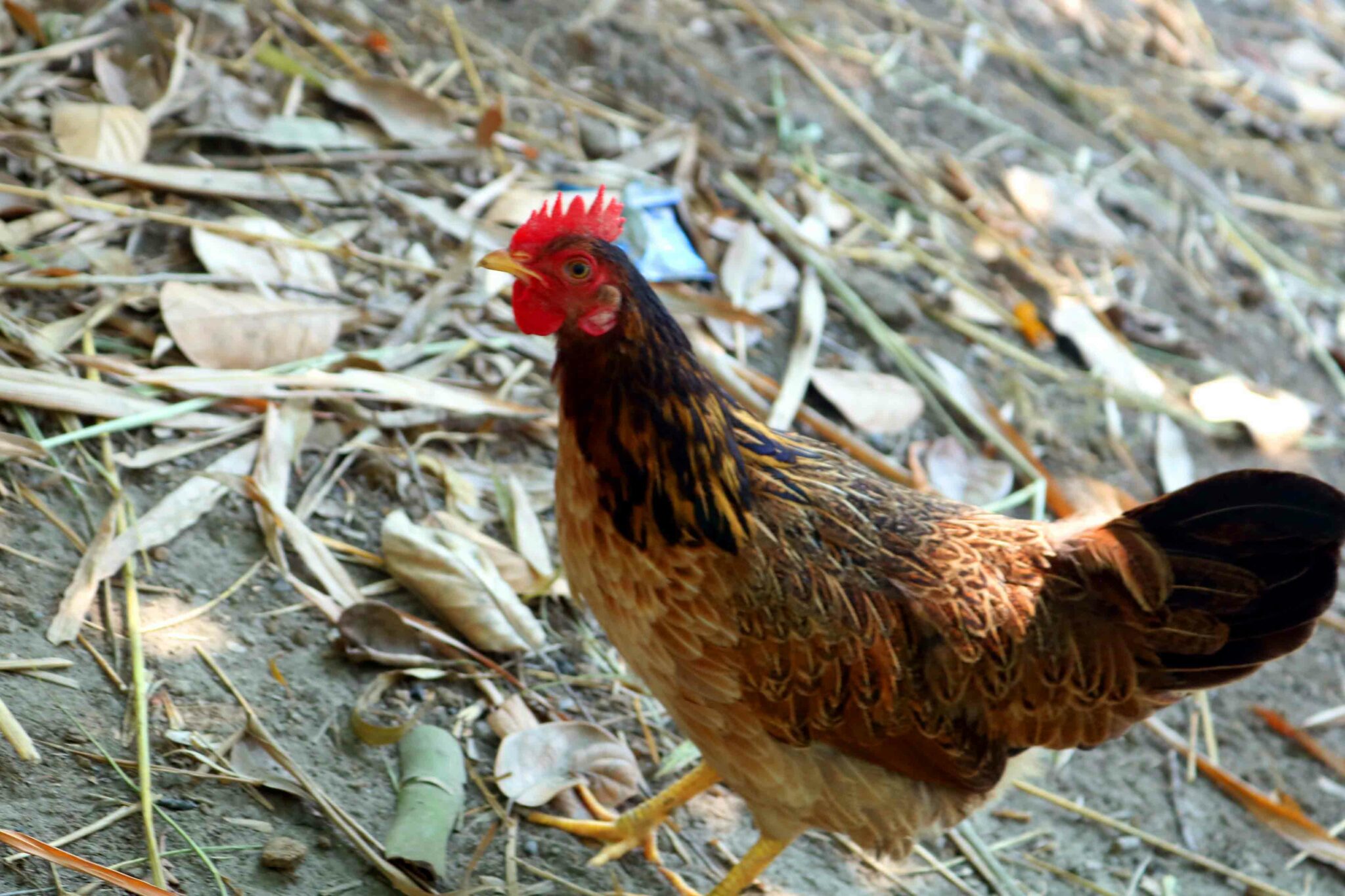 Murgi Photography in Bangladesh - MasterBundles