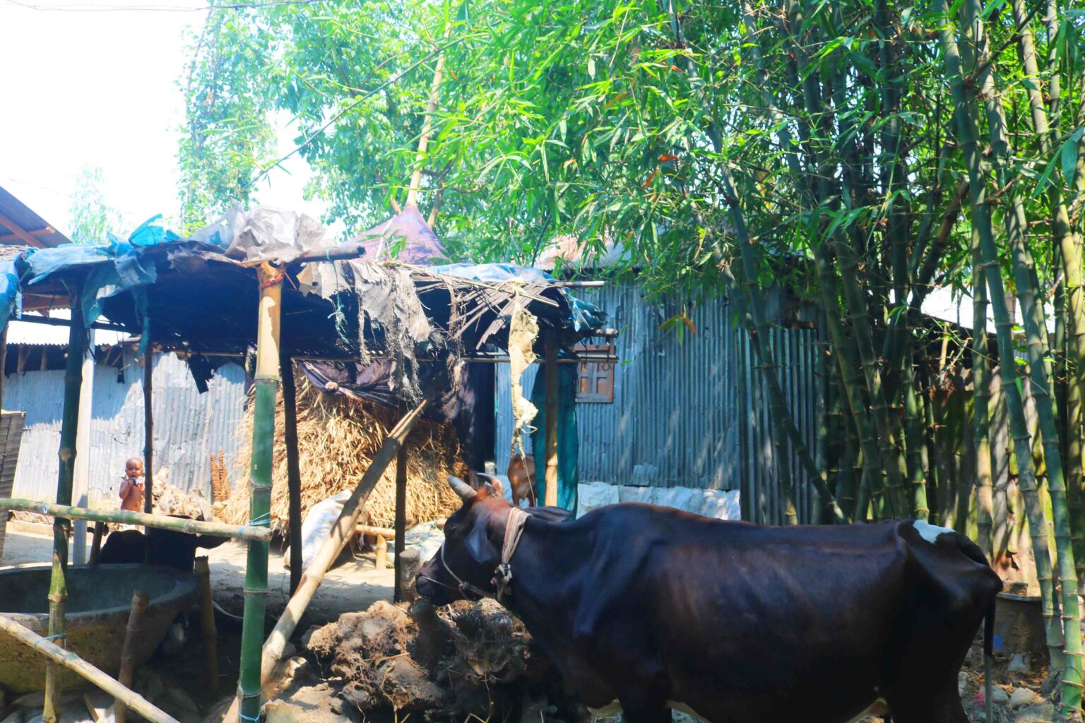 Goru Photography in Bangladesh - MasterBundles