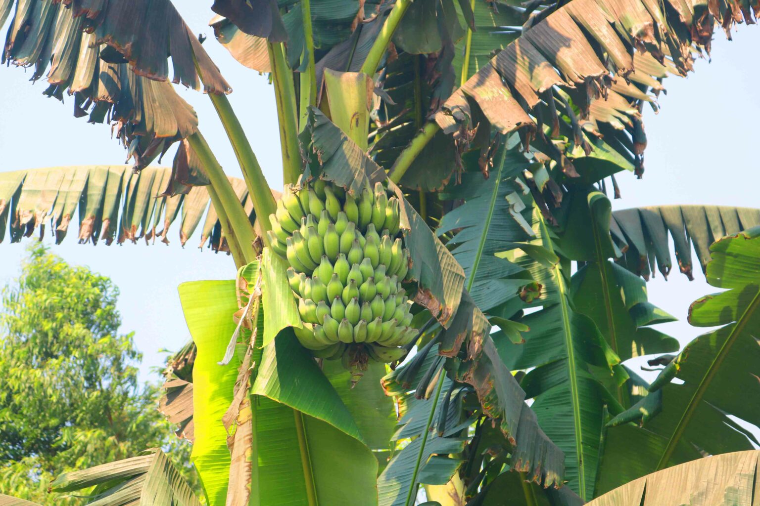 Banana Tree Photography in Bangladesh - MasterBundles