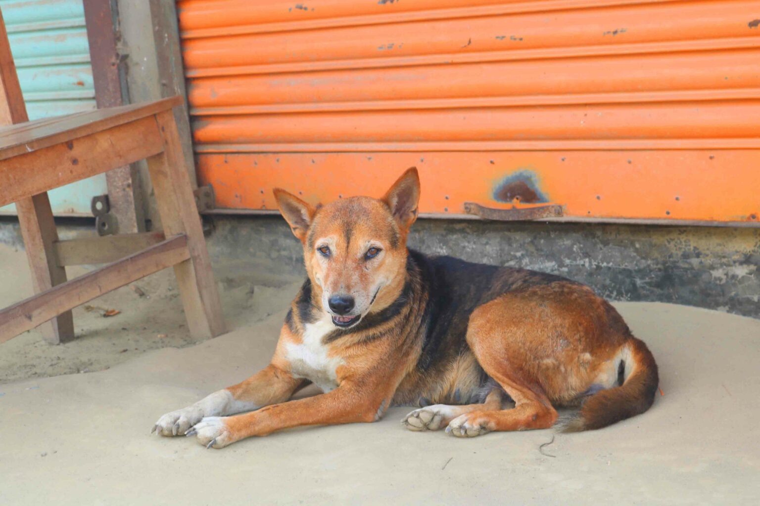 Kukur Photography in Bangladesh - MasterBundles