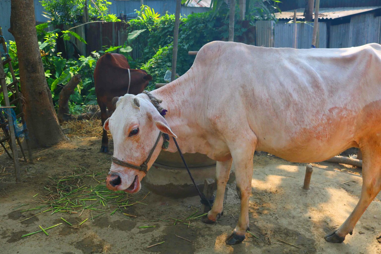 Goru Photography in Bangladesh - MasterBundles