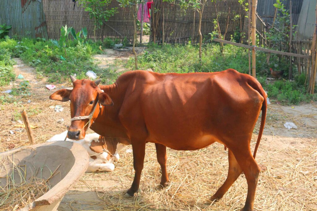 Goru Photography in Bangladesh - MasterBundles