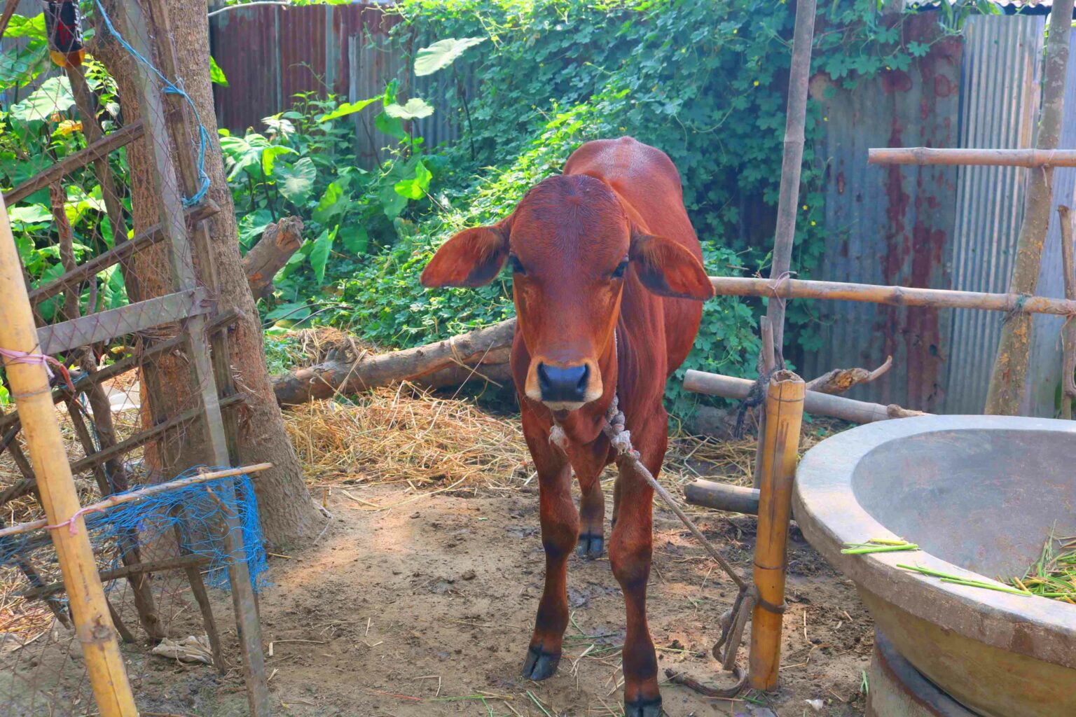 Goru Photography in Bangladesh - MasterBundles