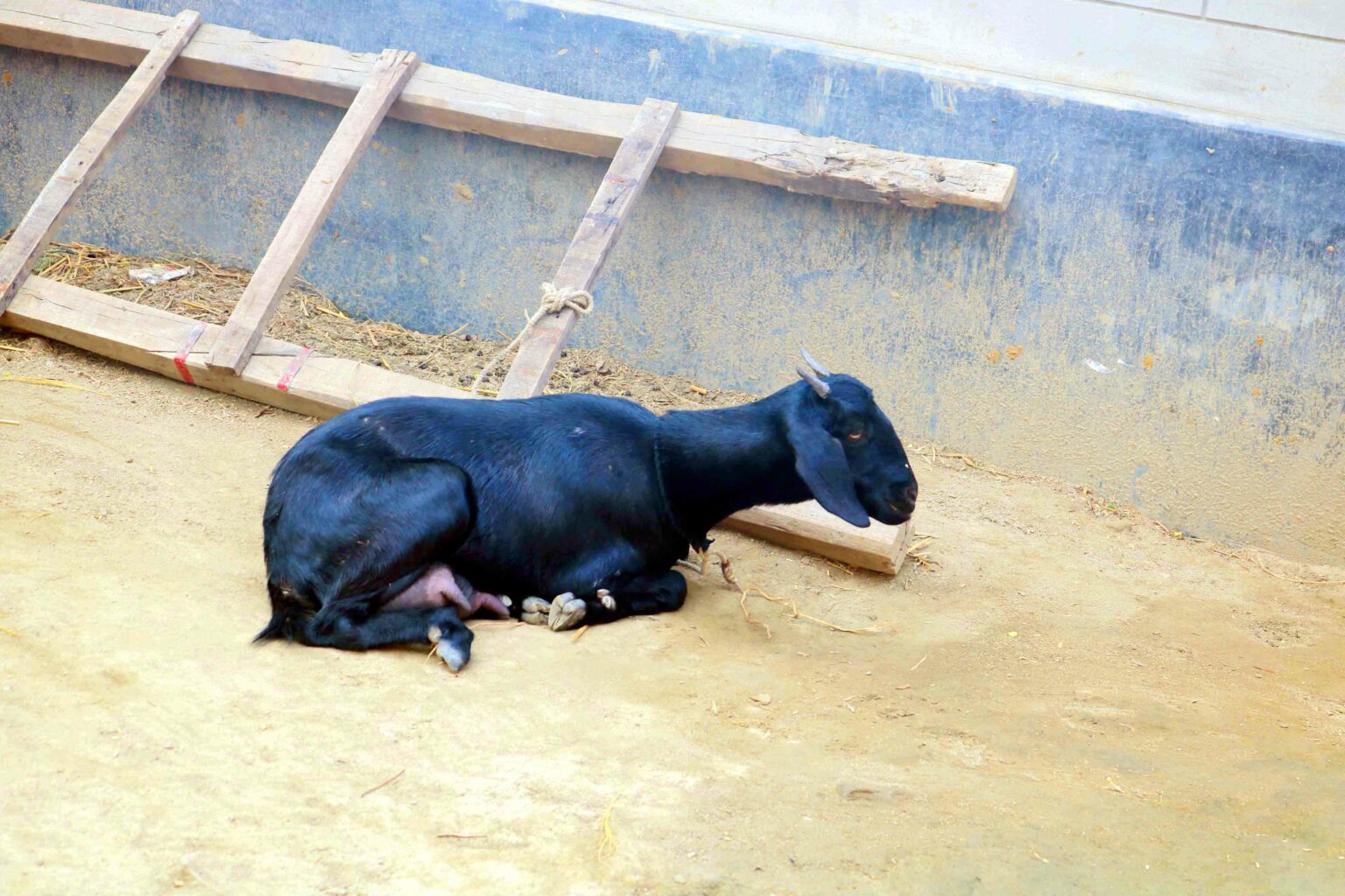 Goat Khasi photography in bangladesh - MasterBundles