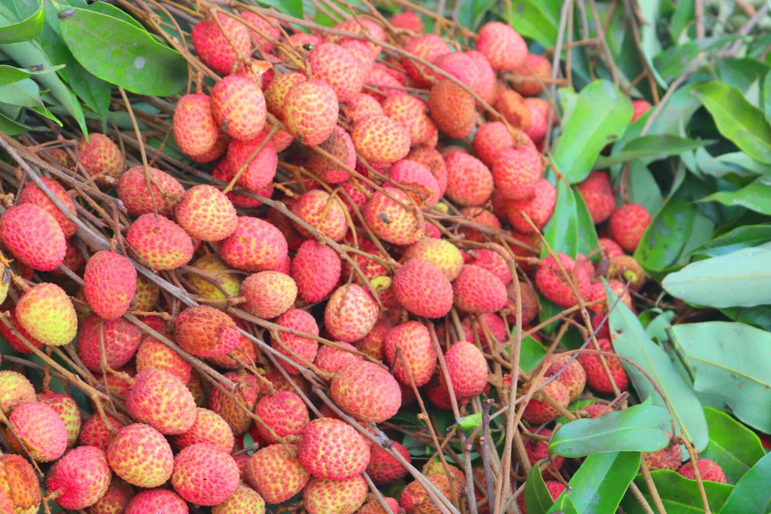 Lichu Photography in Bangladesh - MasterBundles