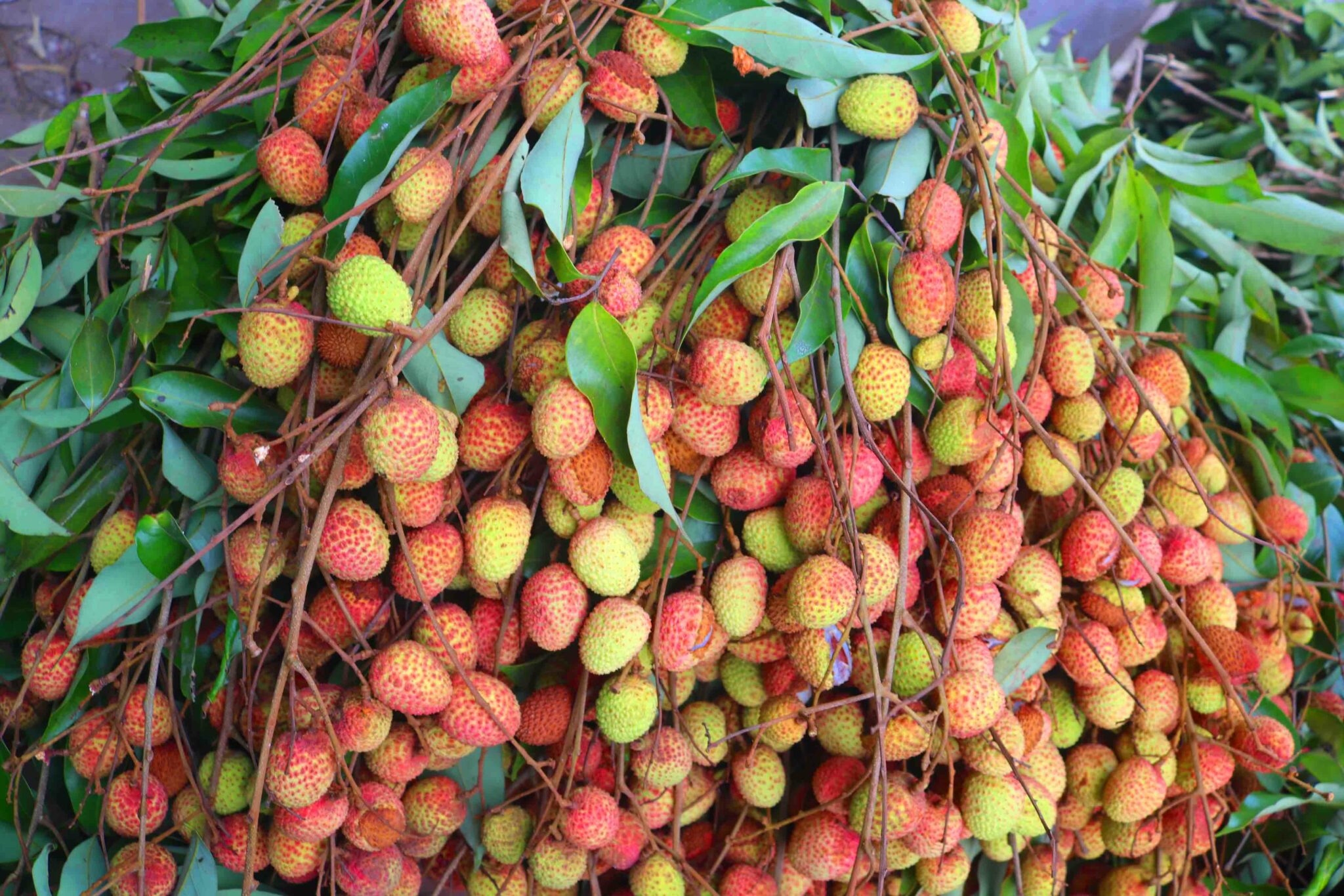 Lichu Photography in Bangladesh - MasterBundles