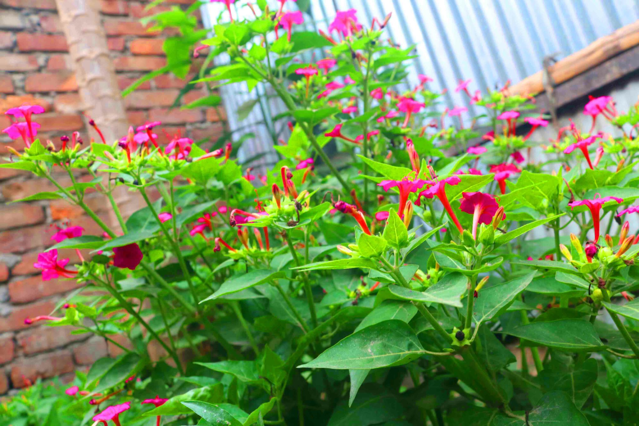 Natural Flower Photography in Bangladesh - MasterBundles