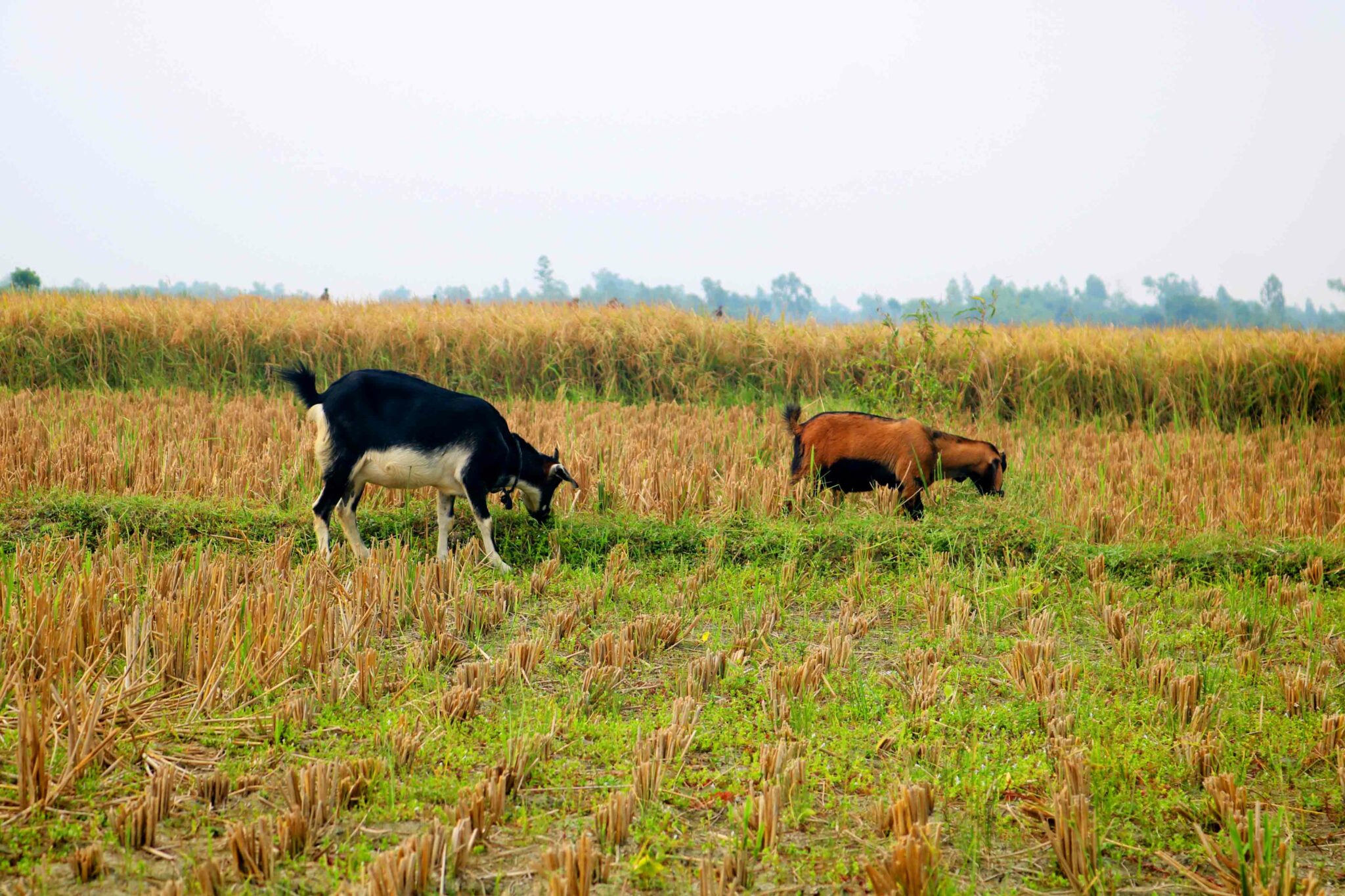 Goat Khasi photography in bangladesh - MasterBundles