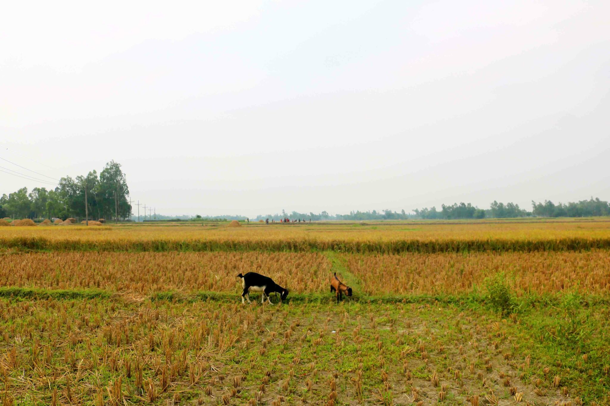 Goat Khasi photography in bangladesh - MasterBundles