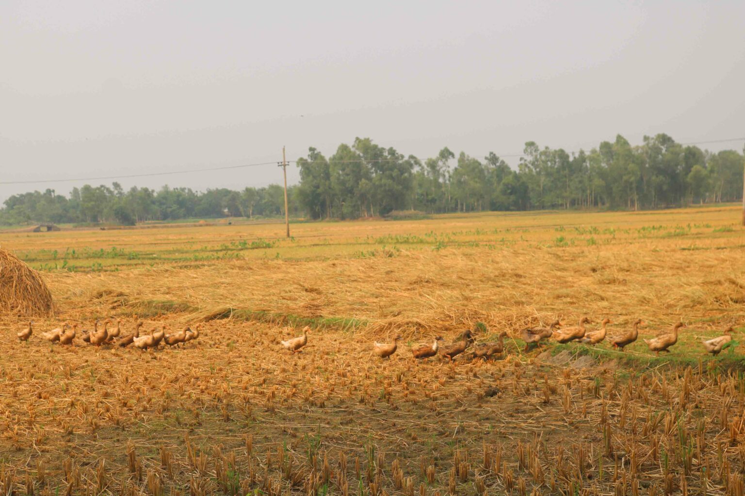 Murgi Hash Palon village photography in bangladesh - MasterBundles
